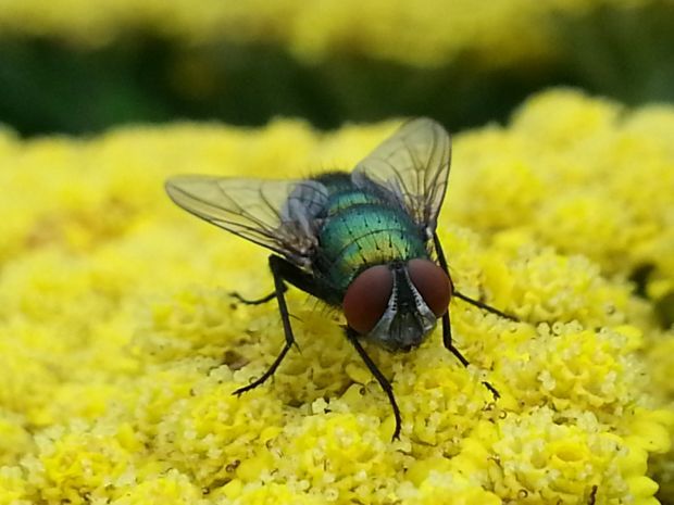 Catching your garden in a good light