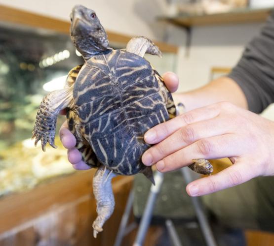 Meet the prairie-loving ornate box turtle, including two featured at ...
