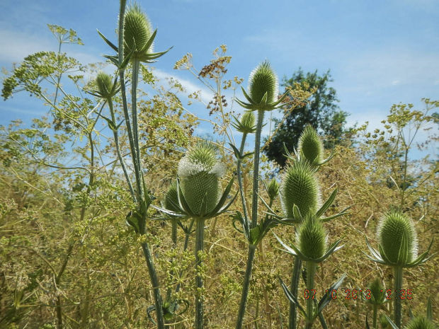 Teasel could go on county noxious weed list