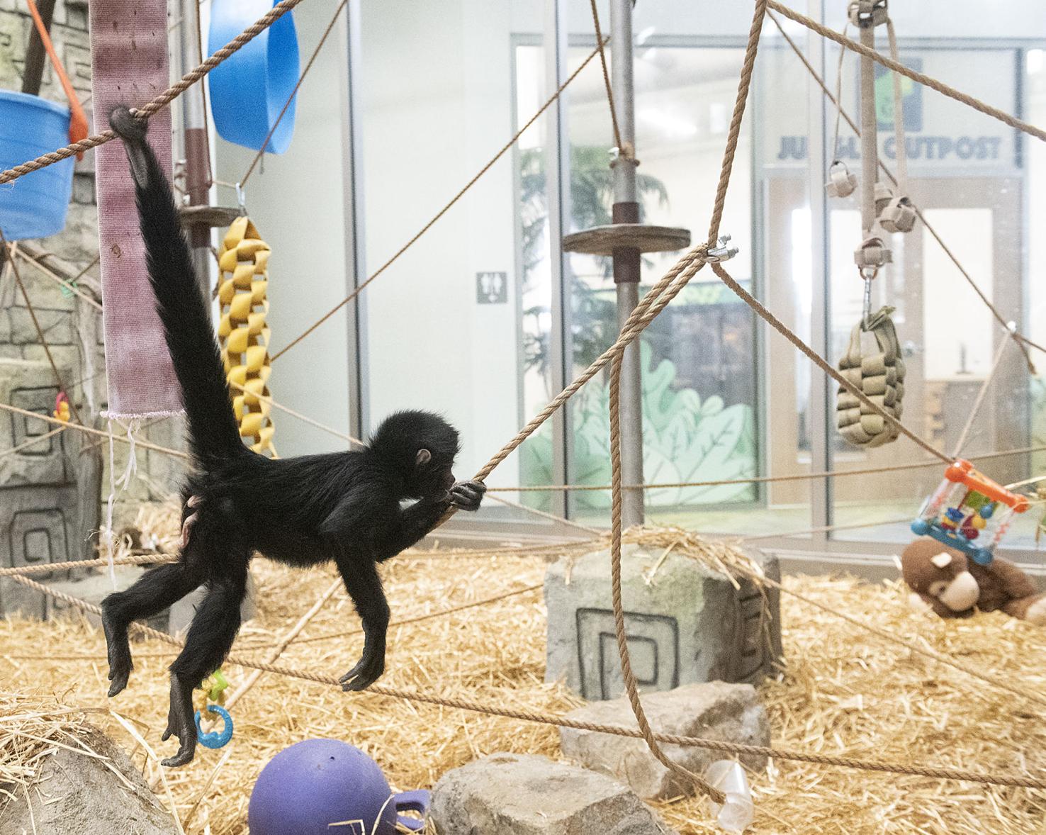 At Lincoln Children’s Zoo, it took a team to raise a monkey