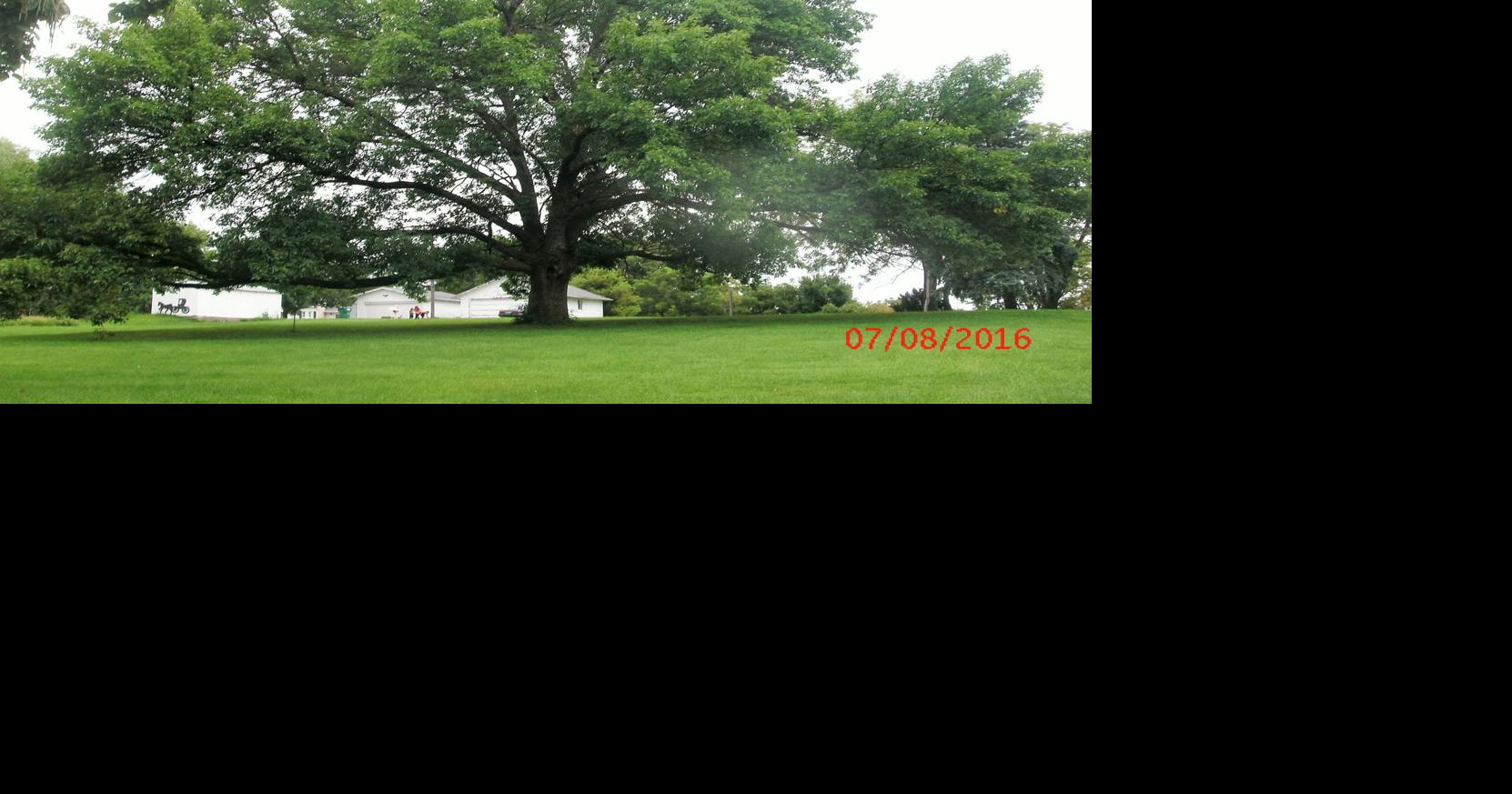 Visit an ash tree while you still can