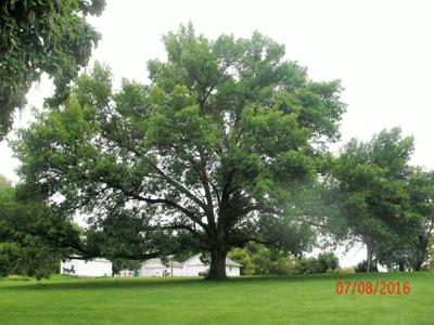 Visit an ash tree while you still can