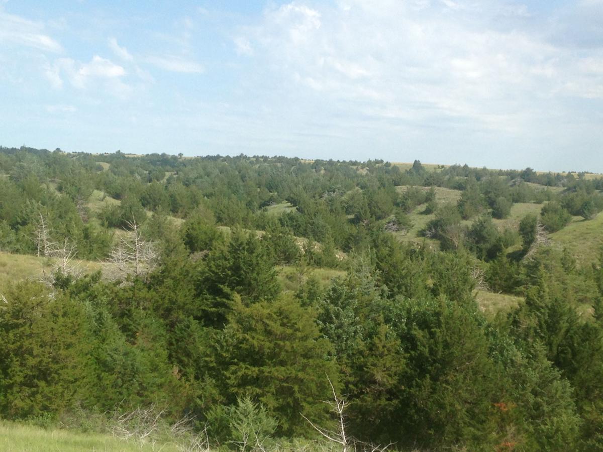 Cedar invasions threaten Nebraska grasslands