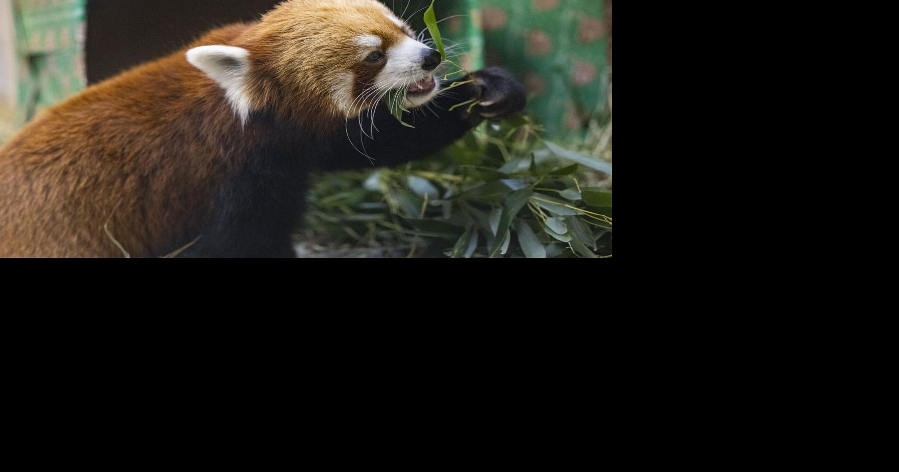 NBC featuring Lincoln Children's Zoo red pandas