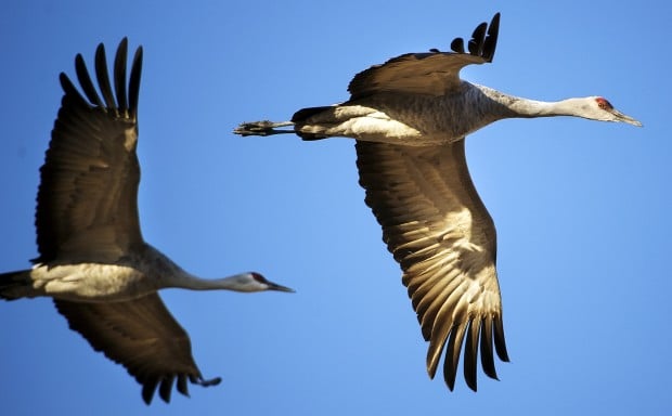 Photos: Cranes overwinter