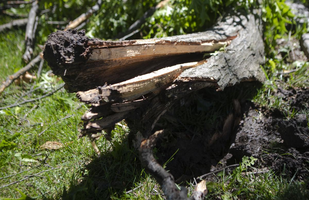 What to do with downed tree limbs