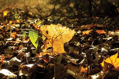 Leave the leaves for critters this fall