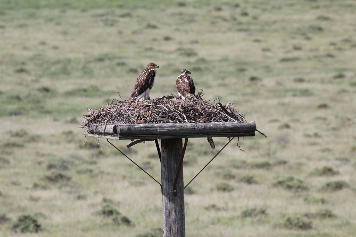 Platforms help ferruginous hawks with nests