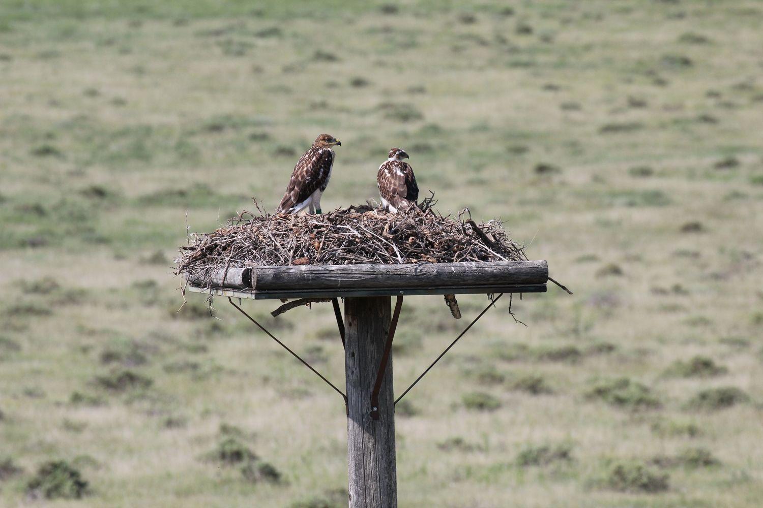 Platforms help ferruginous hawks with nests