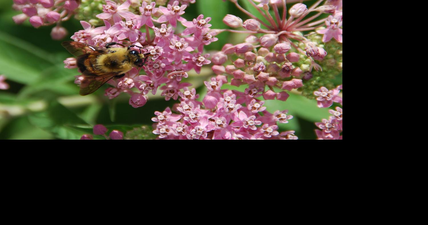 Support native bees and enjoy the many benefits