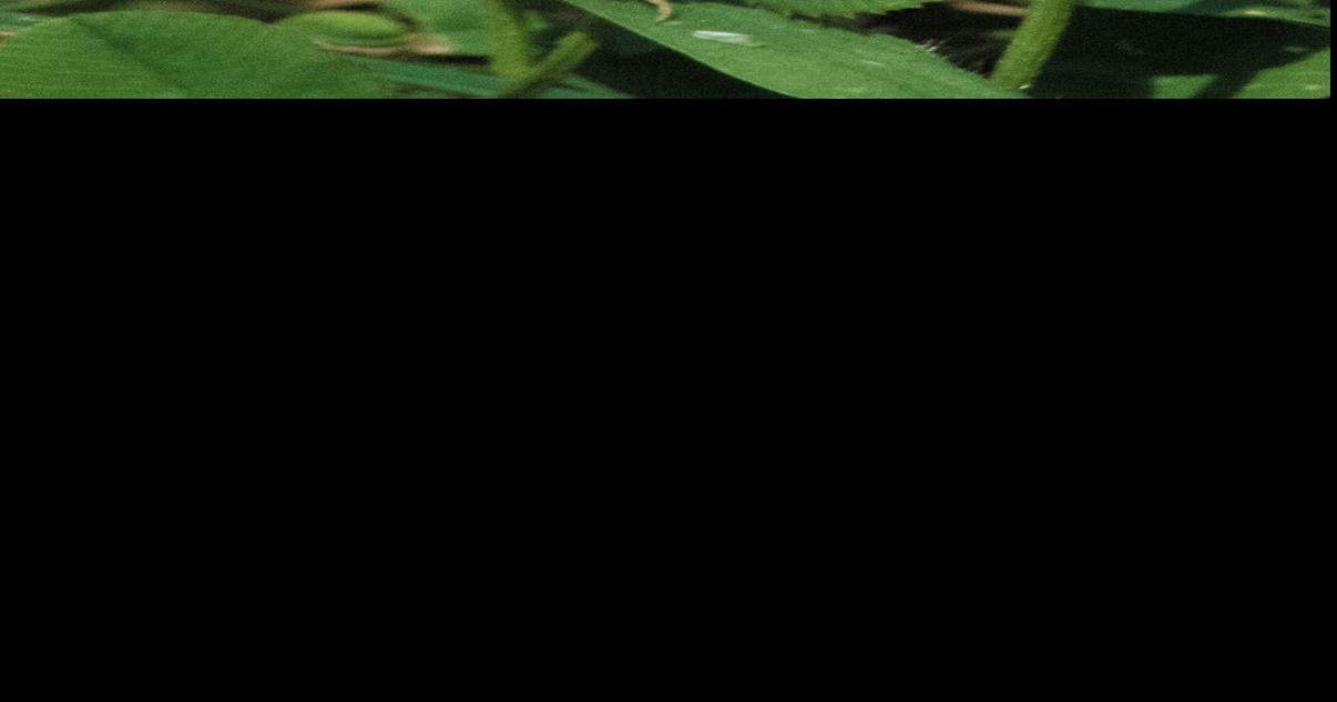 Noxious vs. obnoxious weeds