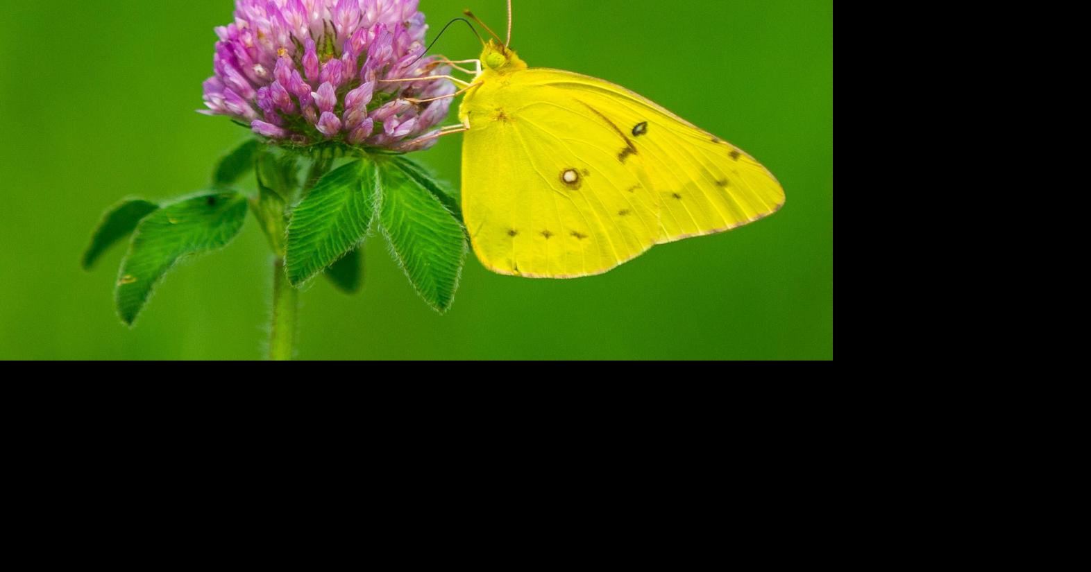 Butterfly pit stop