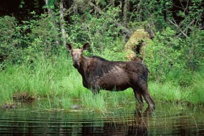 Game & Parks: Moose sighted in Panhandle