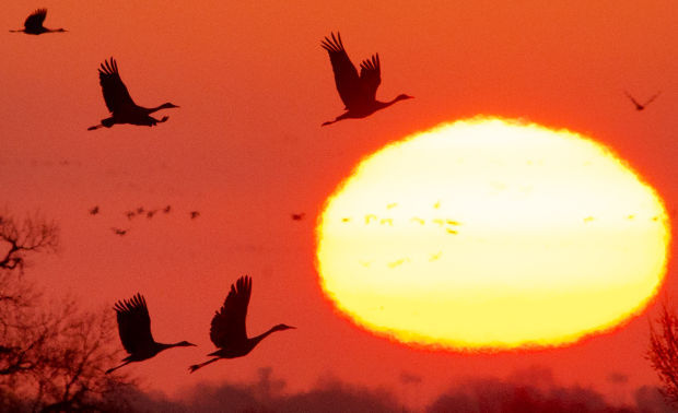 Crane migration at its peak