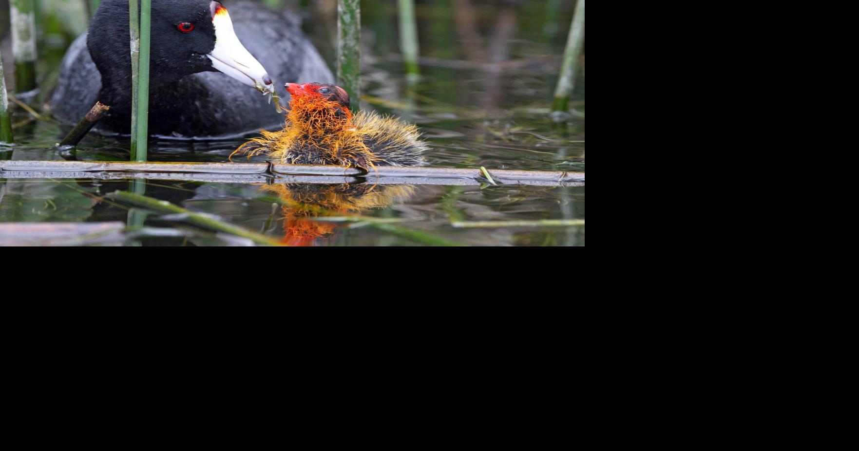 UNL researcher helps solve mystery about coots and their colorful chicks
