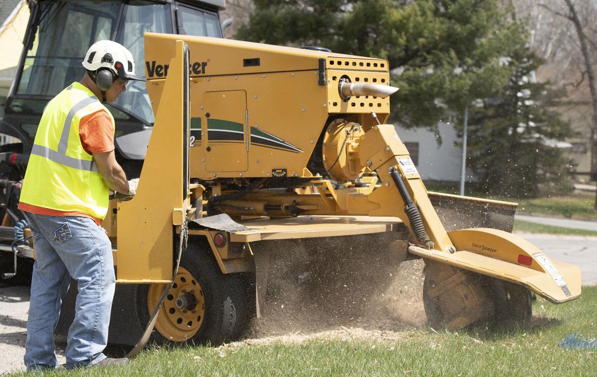 Lincoln forestry crew grinding away at 2,300-stump backlog