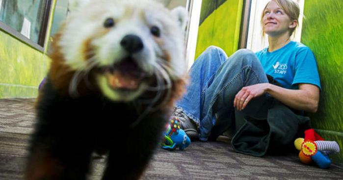 Photos: A panda goodbye