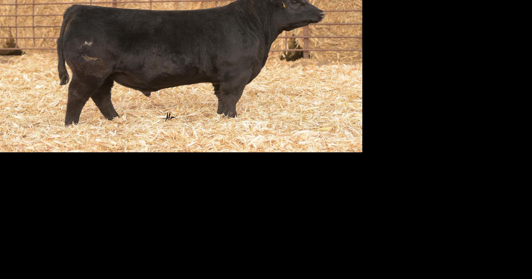 Nebraska bull sells for $900K, setting record for second-highest ...