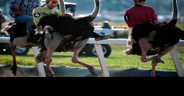 Photos: Ostrich, camel, zebra racing
