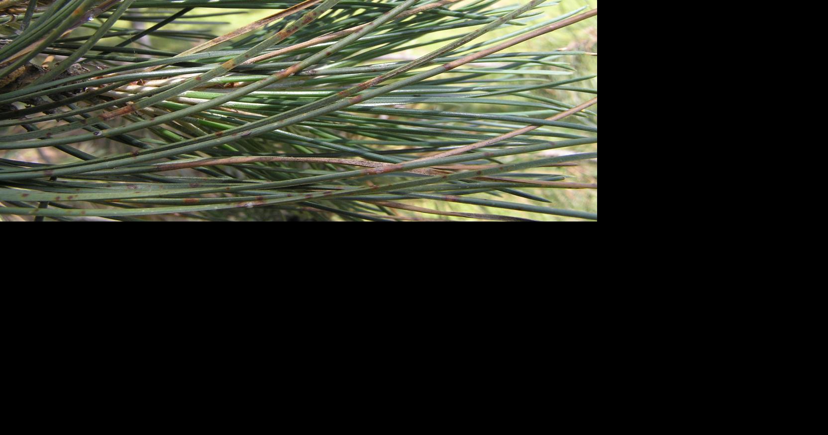 Sarah Browning: Battling blight in your pine trees