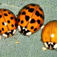 Why those 'ladybugs' are everywhere