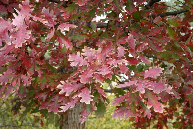 Simply Trees: Foresters' favorite trees