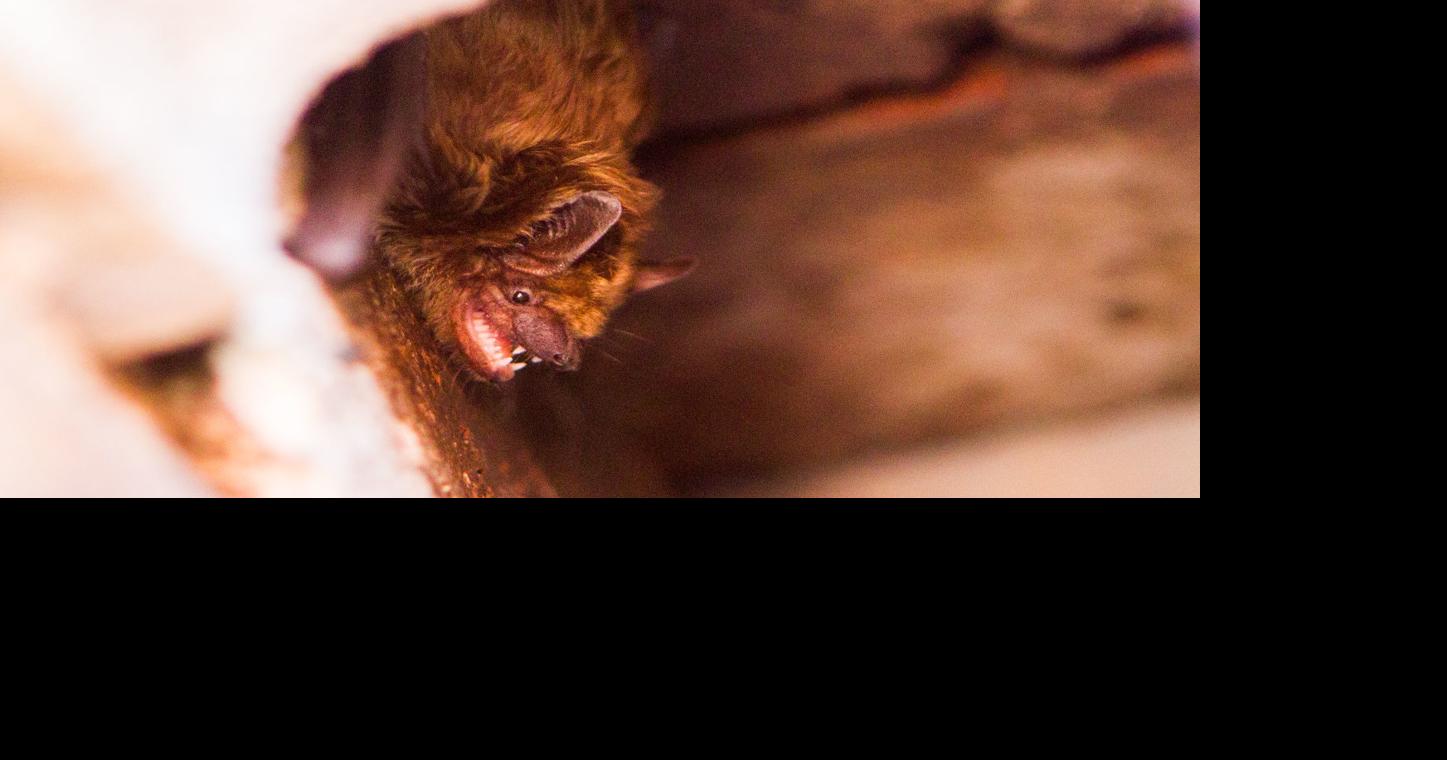 Fall brings active bats and an increased risk of rabies