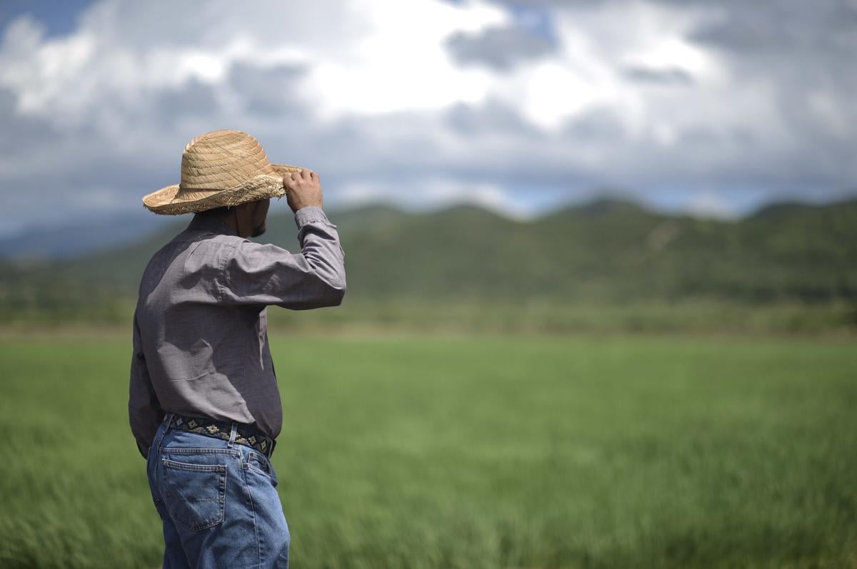 14 photos of Puerto Rico's farming renaissance | World News ...
