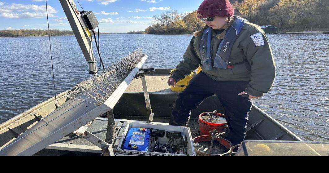 ‘Traitor fish’ deployed in fight against invasive carp