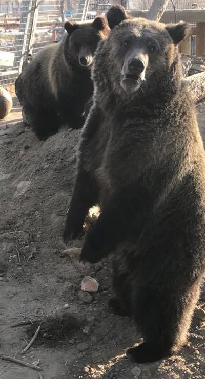 Scottsbluff zoo announces names of orphaned grizzly bears