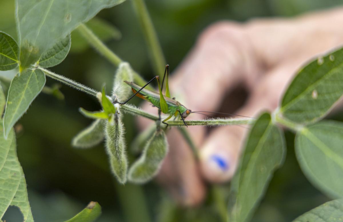Nebraska soybean farmers hurting amid U.S.-China trade war