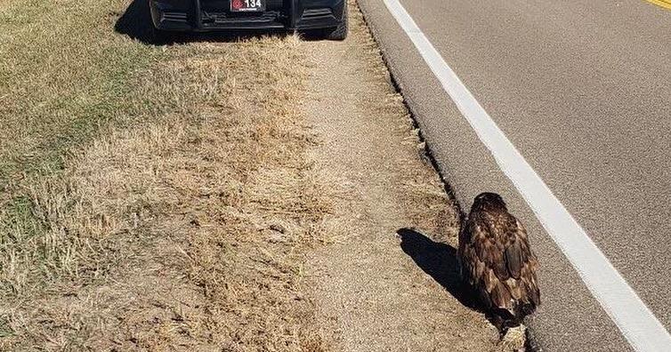 'Fairly depressed' — Bald eagle injured near Burwell now a long way ...