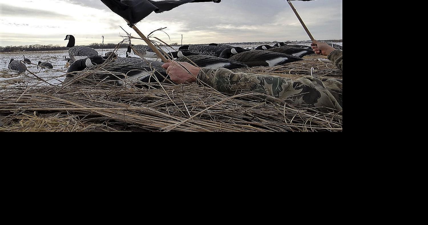 Try flagging Canada geese to decoy spread