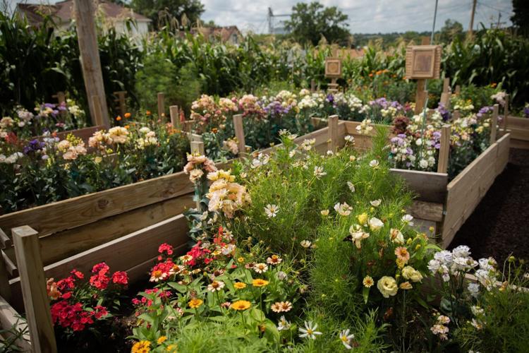 Sarah Browning: Get roses ready for growing season