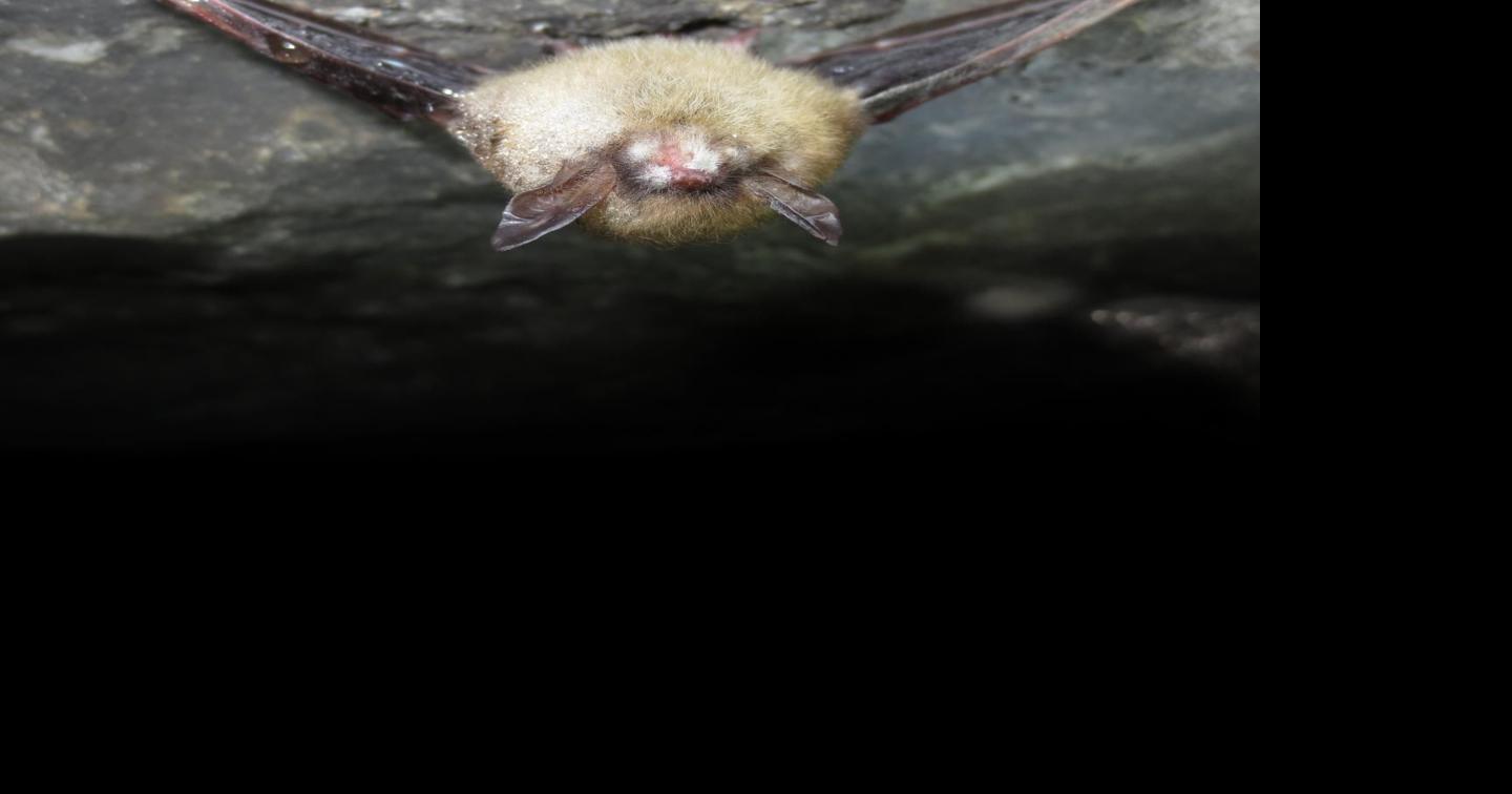Devastating bat disease detected in Nebraska for first time