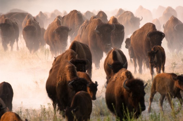 Film's focus 'Lingering wild' in the Great Plains