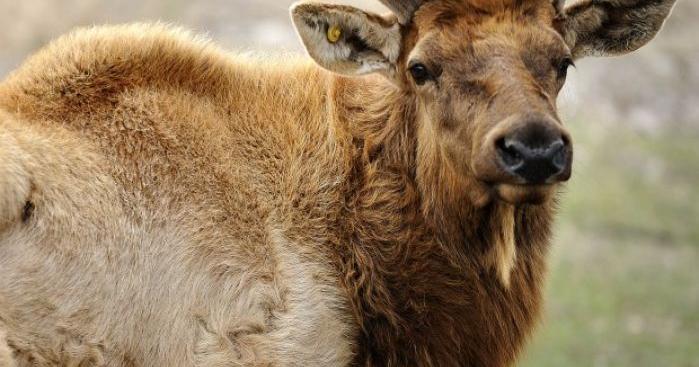 Pioneers Park Nature Center celebrates 50 years