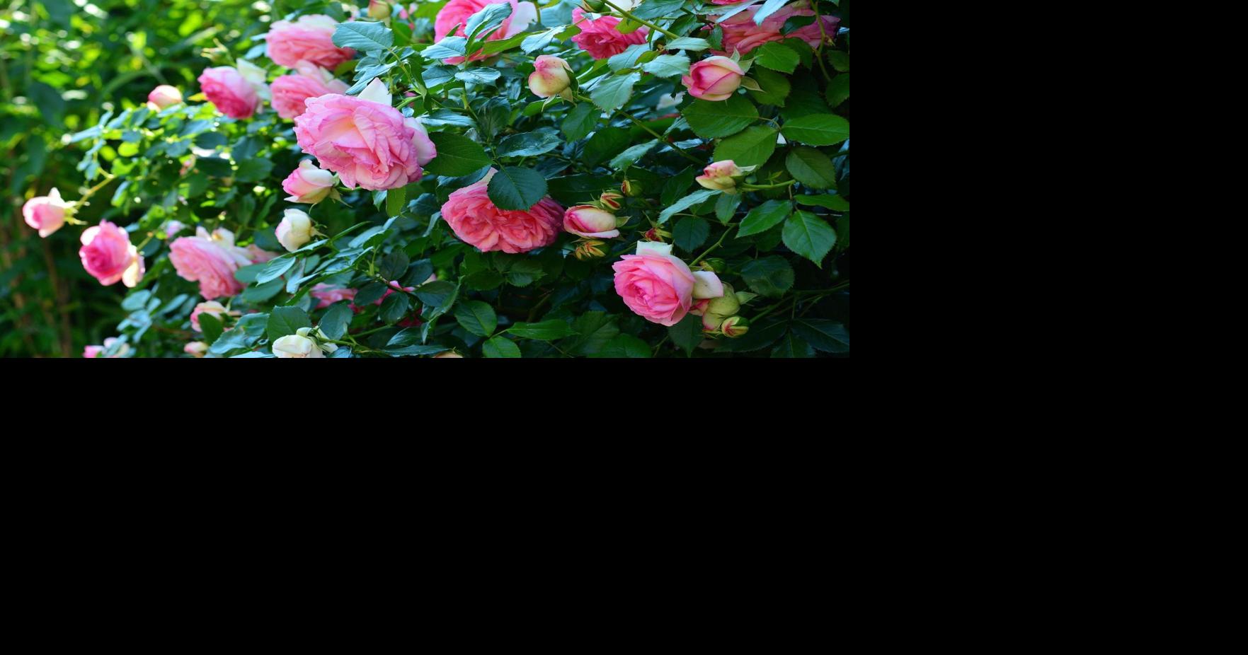 Sarah Browning: Get roses ready for growing season