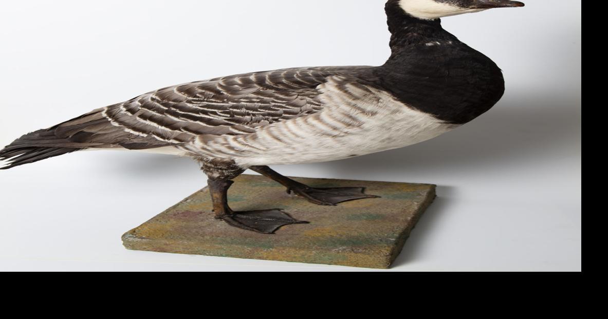 Goose mount holds mystery for 50 years