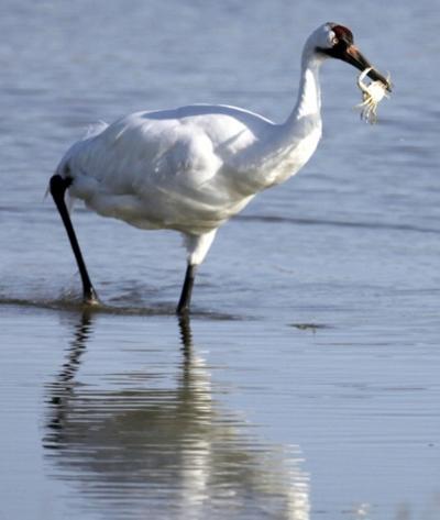 Whooping cranes spotted in Nebraska