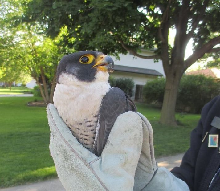 Capitol's male peregrine falcon injured