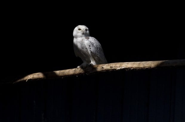 Snowy owls return to Nebraska