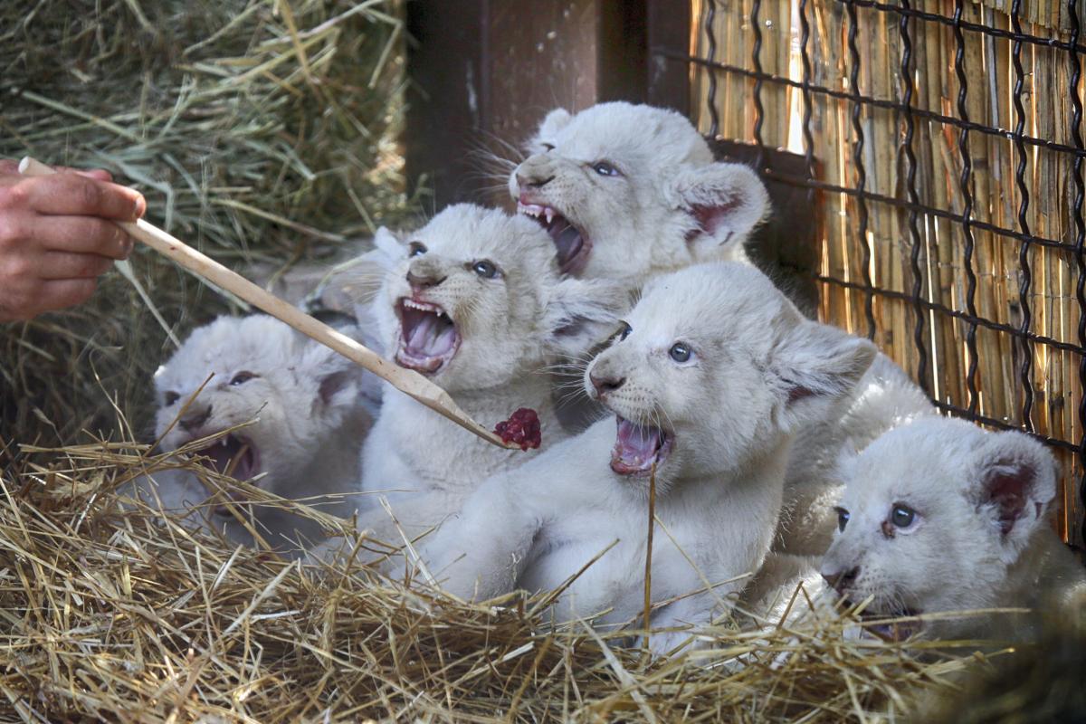 Photos: These mutant lion cubs are becoming fast favorites | Pets ...