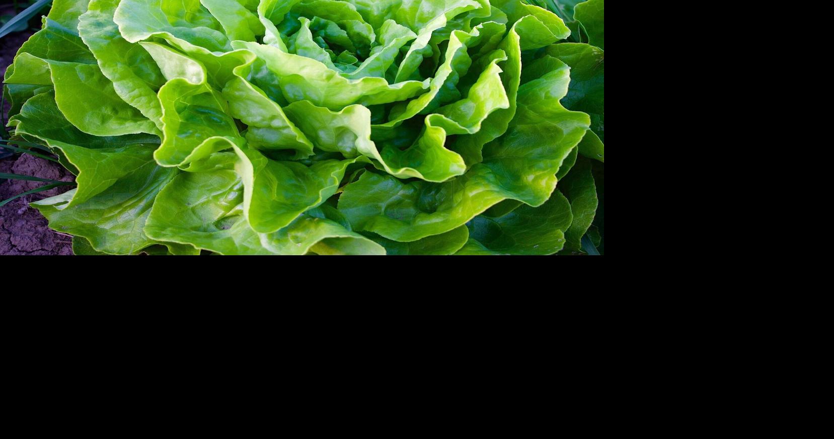 Here's how to collect and save seeds from the most common homegrown crops.