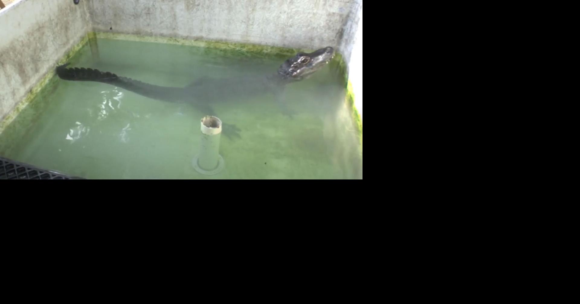 Scientists win award for giving an alligator helium and making it shout