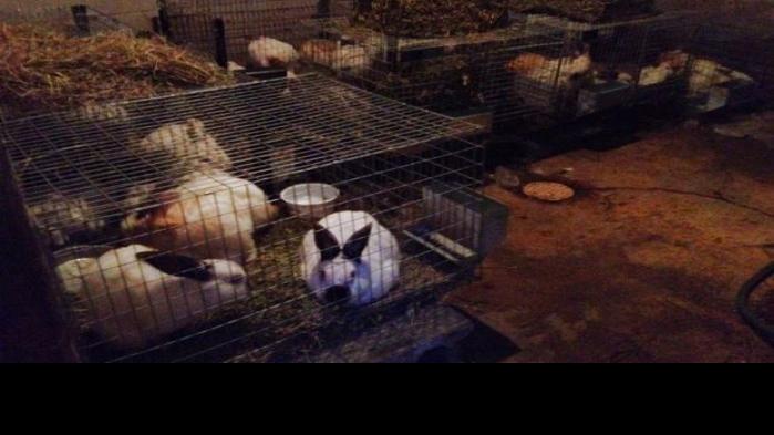 Dozens of rabbits saved from burning building | Local | journalstar.com