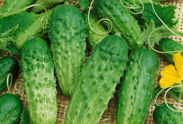 Try new varieties during the year of the cucumber