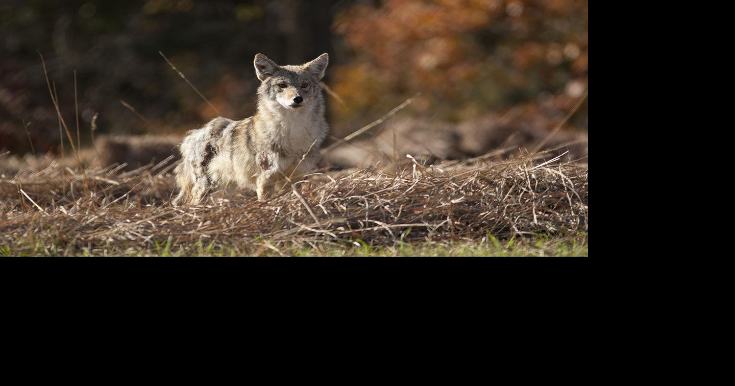 Now is the time for great predator hunting