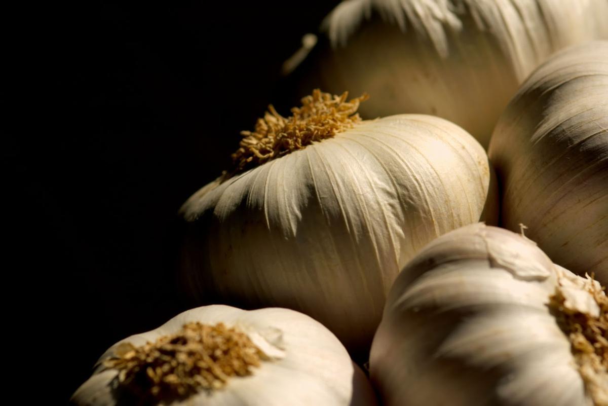 Sarah Browning: Harvesting and drying garlic from the garden