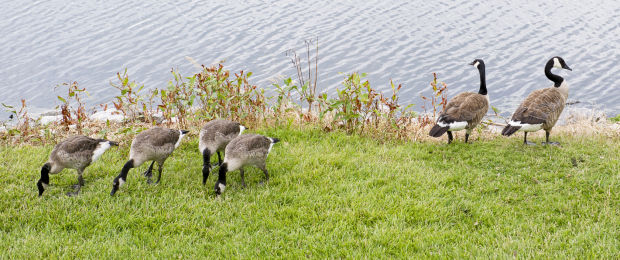 Pooping goslings at Pine Lake relocated